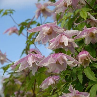 Clematis 'Propertius' E